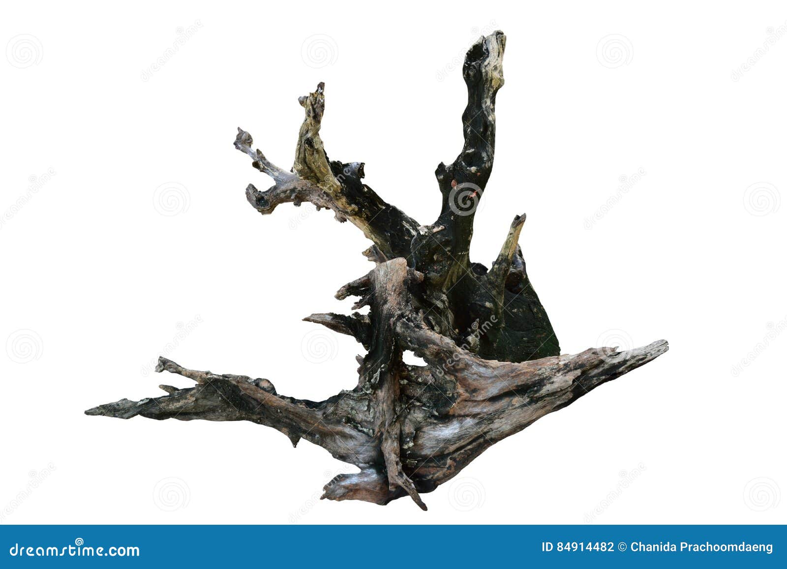 Tree root stock photo. Image of horizontal, closeup, stem - 84914482
