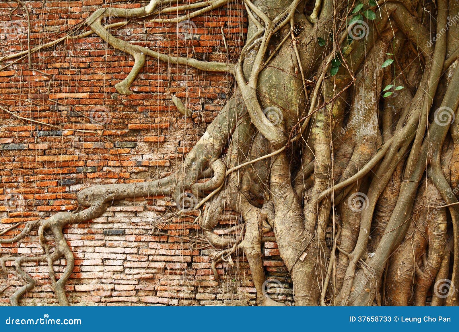 Tree root over brick wall stock image. Image of temple - 37658733