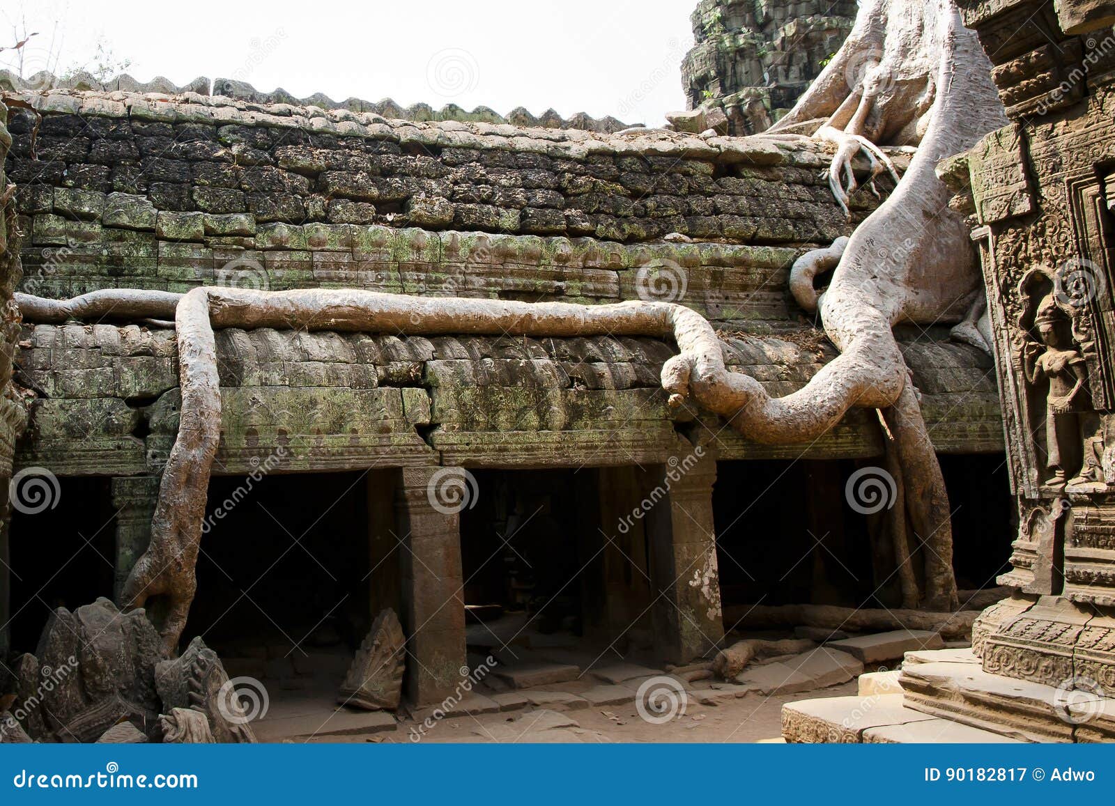 Tree Root Overgrowth - Angkor Thom - Cambodia Stock Image - Image of ...