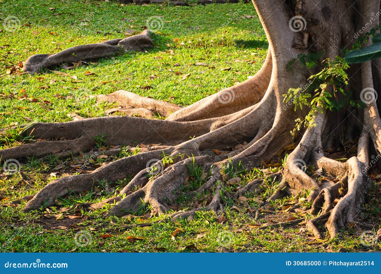 Tree root stock photo. Image of extreme, wilderness, stairs - 30685000
