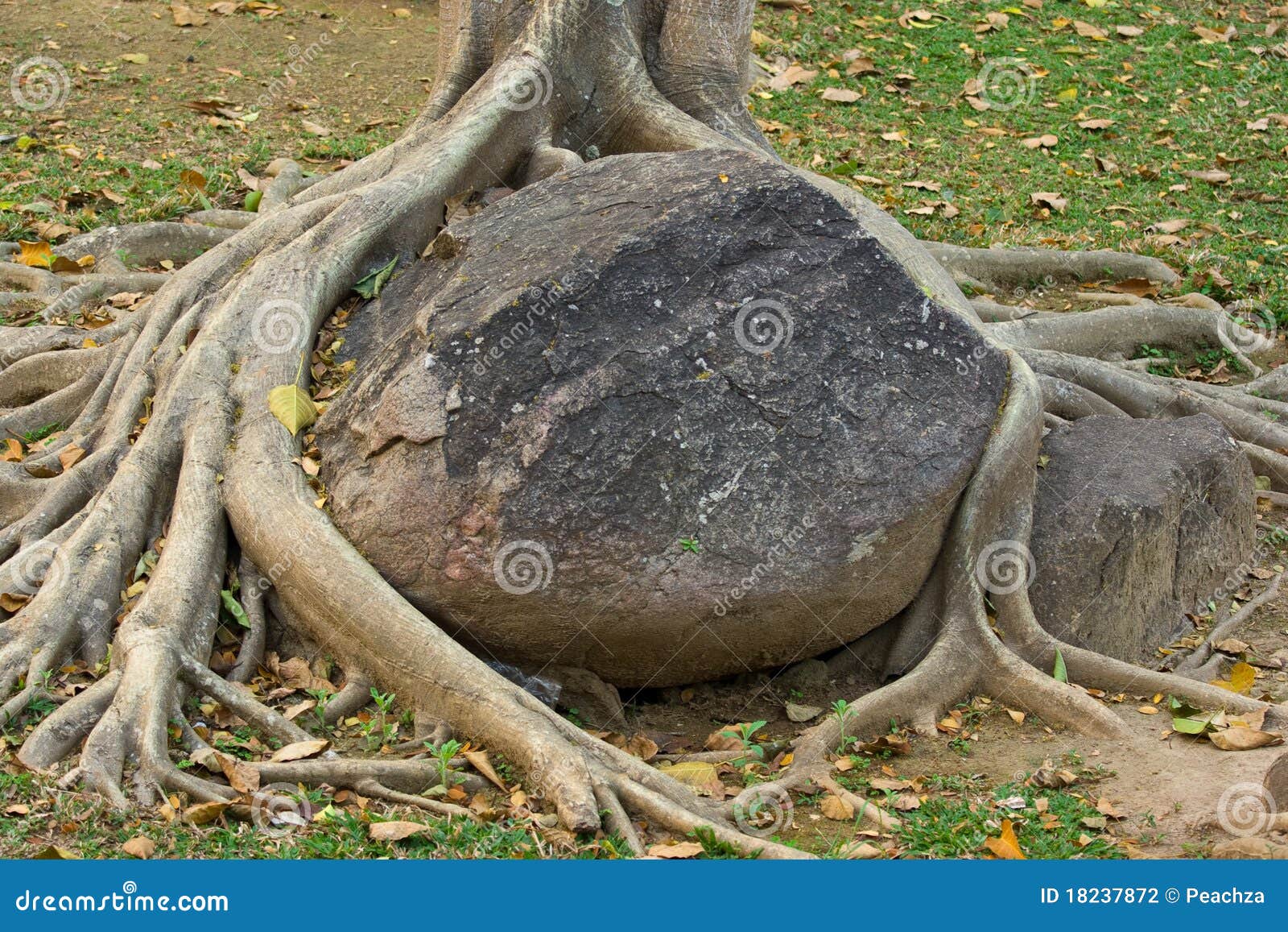 Tree Root Path stock photo. Image of brown, plant, stack - 18237872