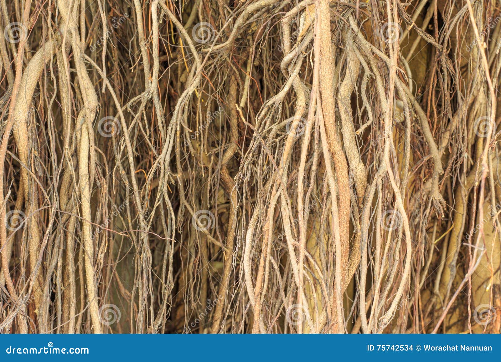 Tree root is a pattern stock photo. Image of texture - 75742534
