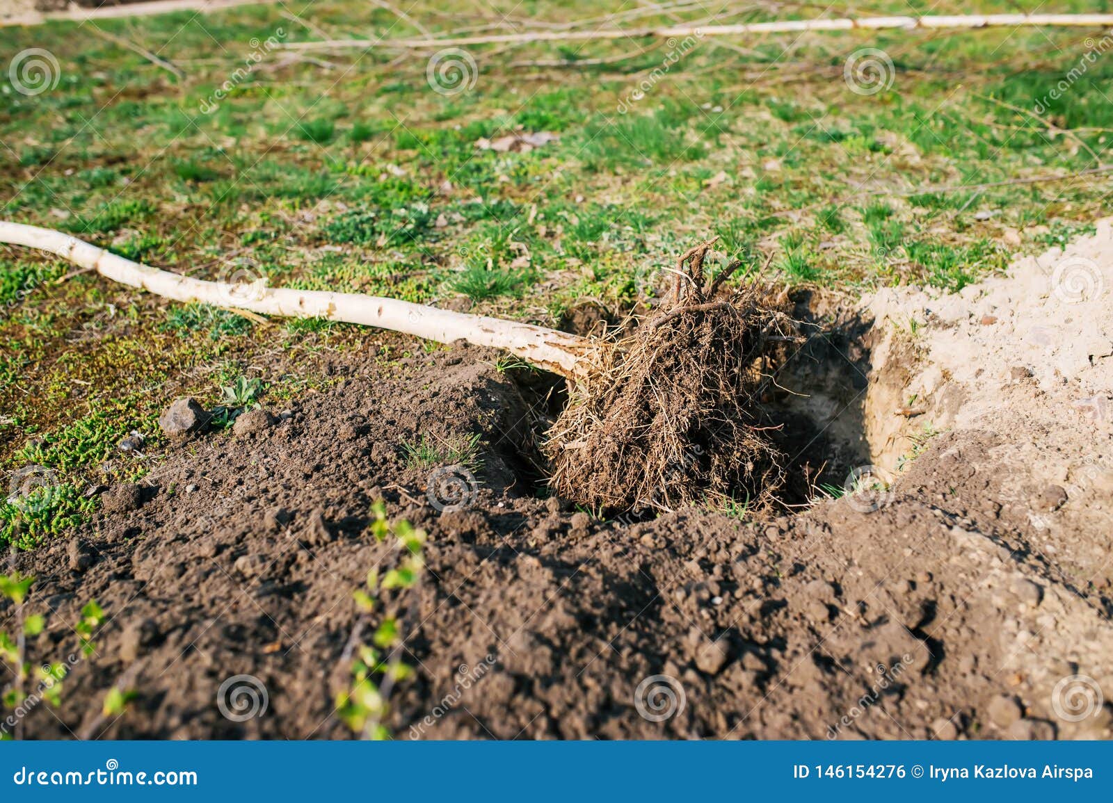 Tree Root. Planting a Young Deciduous Tree Stock Photo - Image of ...
