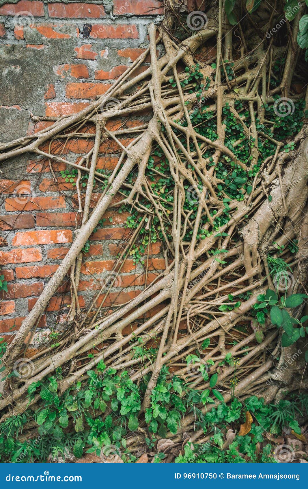 Tree Root on Red Brick Wall Stock Photo - Image of growing, texture ...