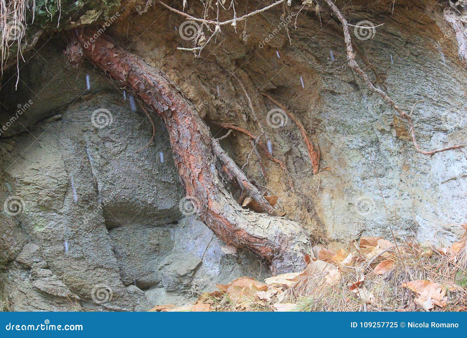 Tree root in the rock stock image. Image of root, leaves - 109257725