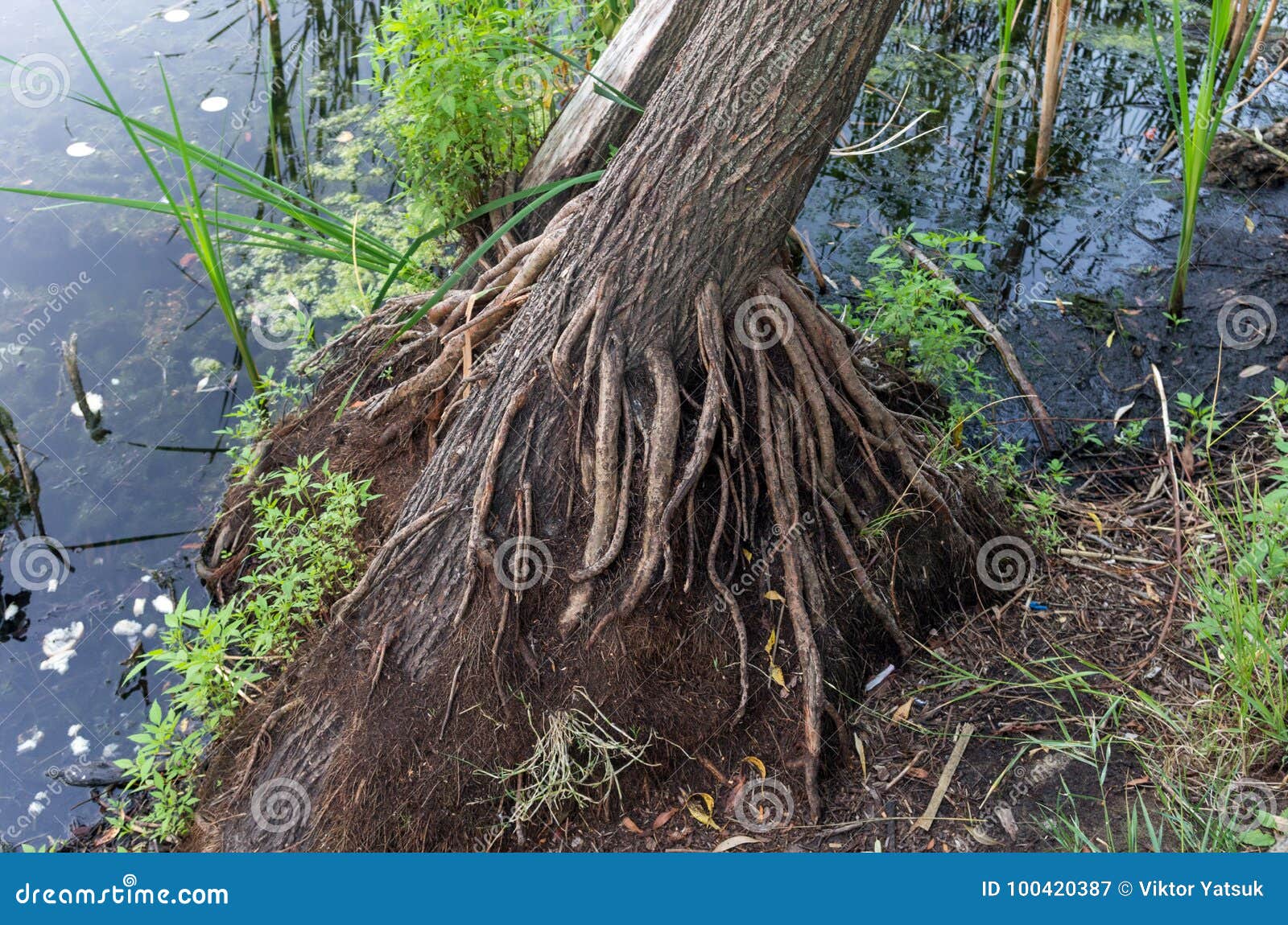 Tree Root. the Root is Like a Vein Stock Image - Image of light, nature ...
