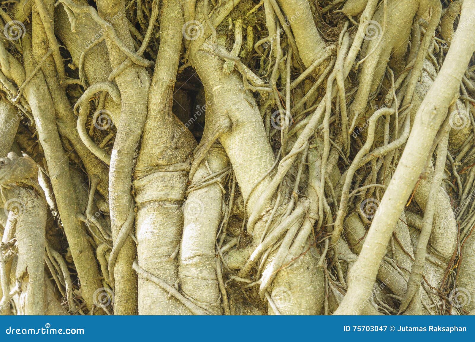 Tree and root stock image. Image of detail, environment - 75703047