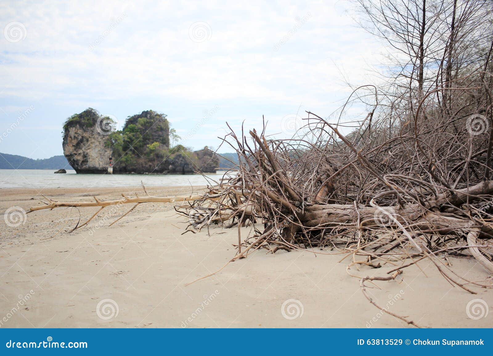 Tree Root on Sand Beach stock image. Image of spring - 63813529