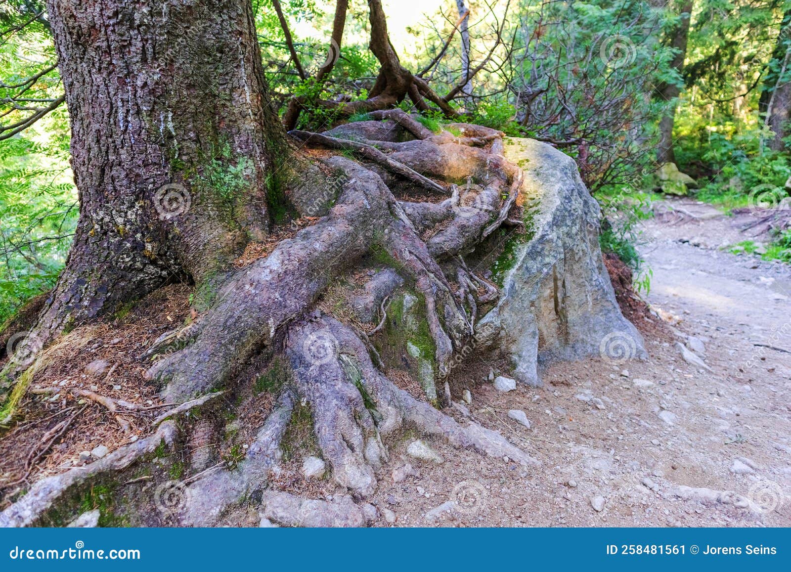 A Tree Root on the Side of a Mountain Road Stock Image - Image of five ...