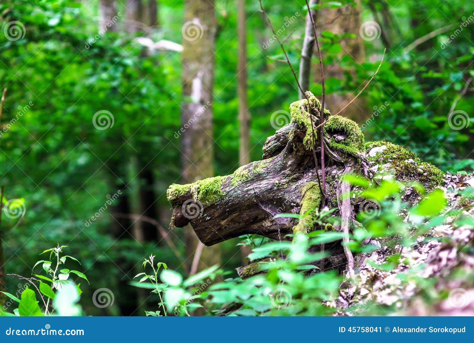 Tree Root Similar To Animal Stock Image - Image of light, tree: 45758041