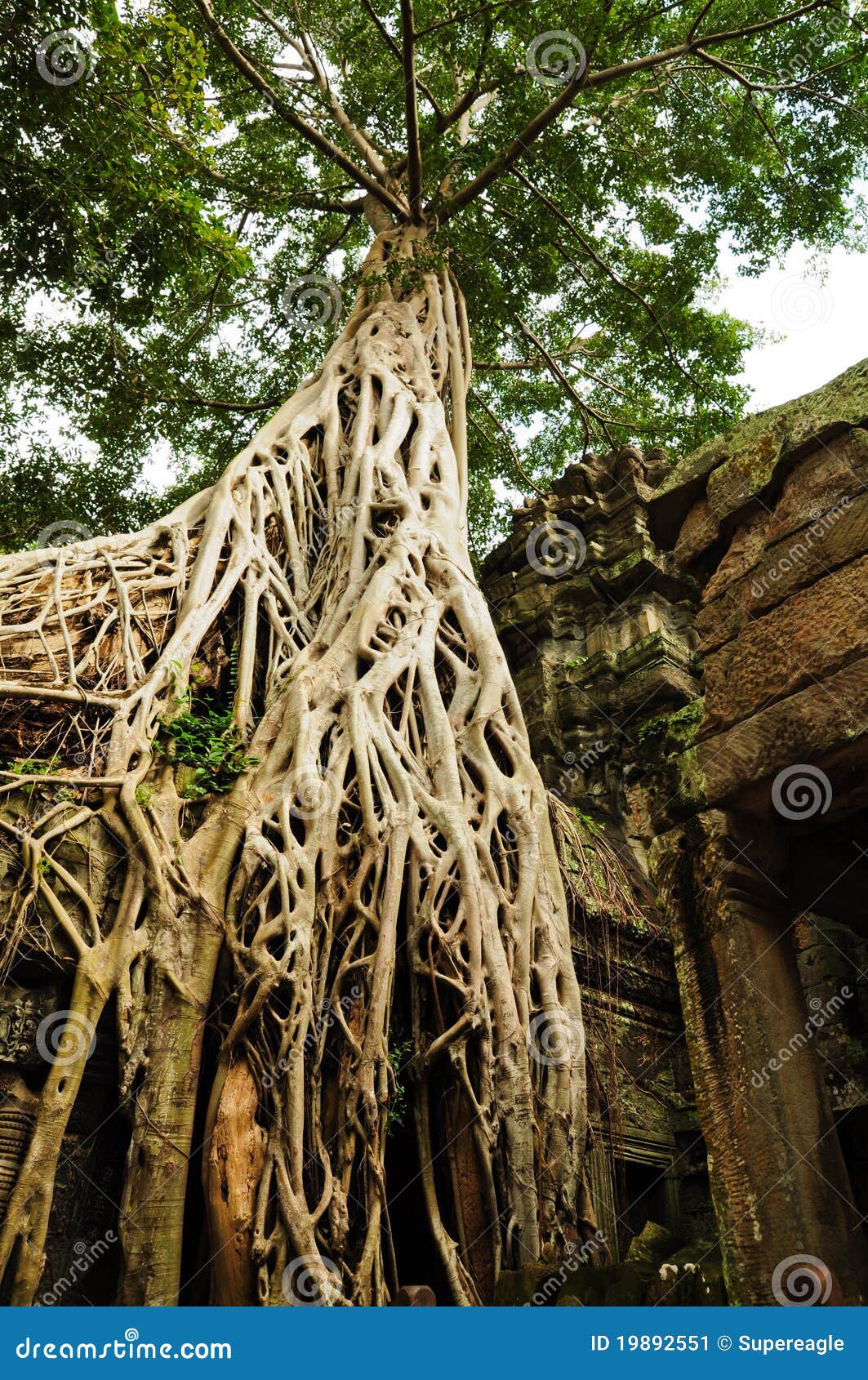 Tree Root Sit on a Ruin Ancient Building Stock Image - Image of carved ...