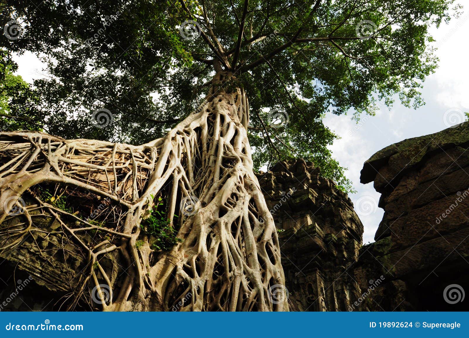 Tree Root Sit on a Ruin Ancient Building Stock Photo - Image of ...