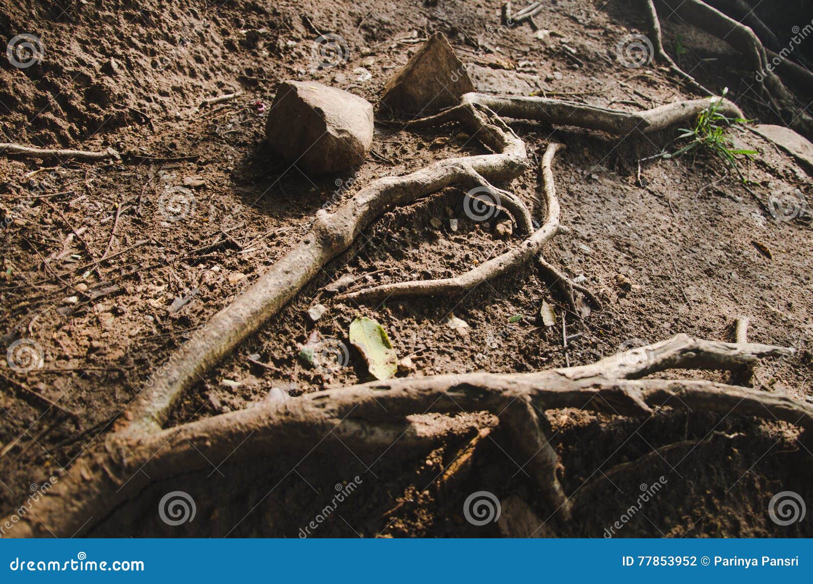 Tree root , soil stock photo. Image of nature, growth - 77853952
