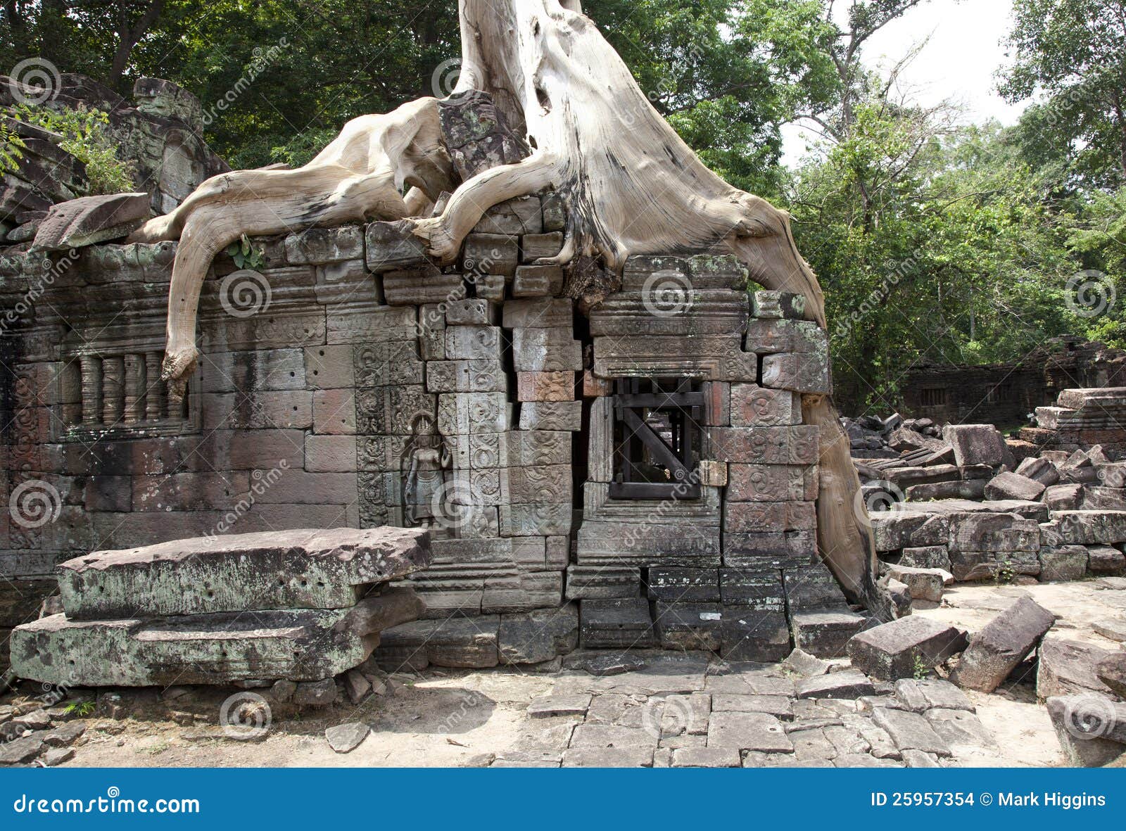 Tree root splitting stock photo. Image of cambodian, asian - 25957354