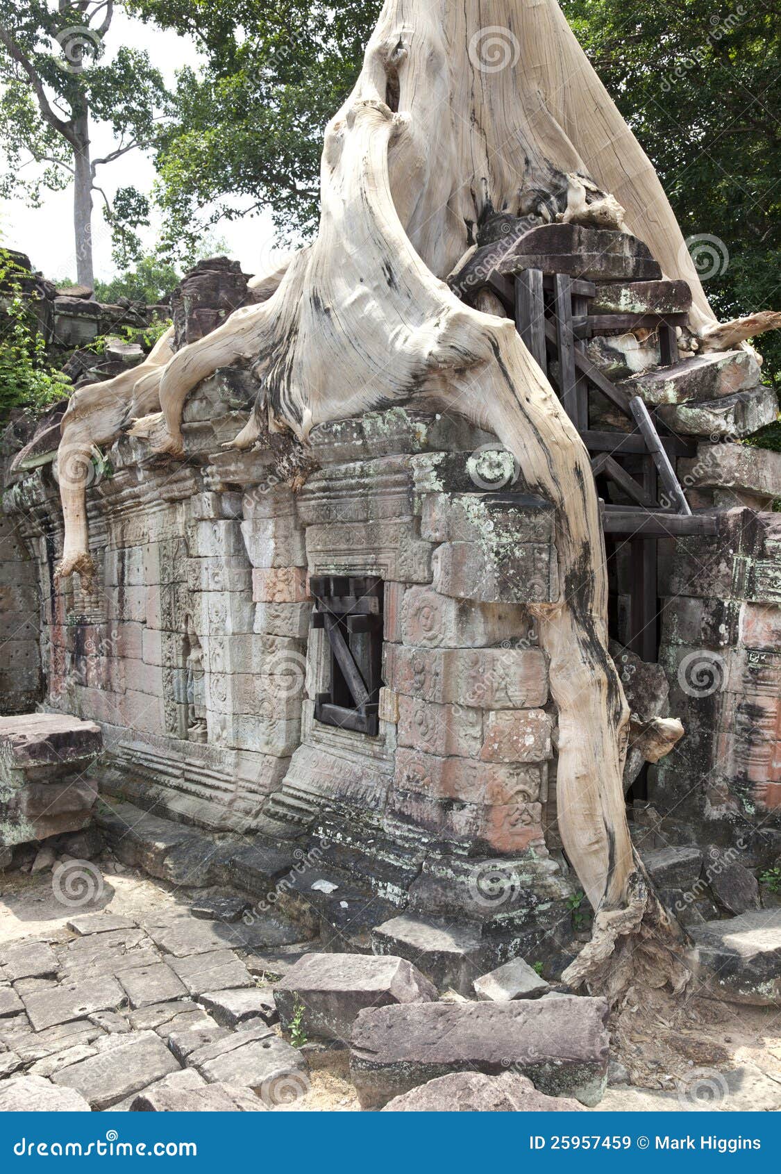 Tree Root Splitting and Retaining Stock Image - Image of attraction ...