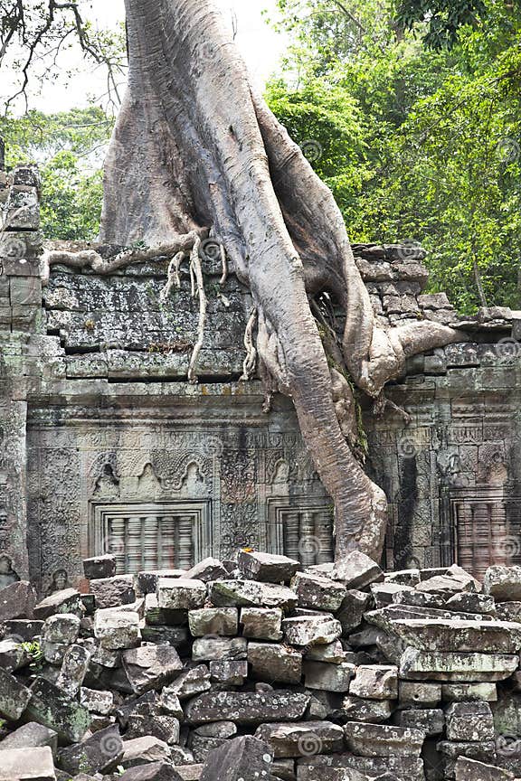 Tree Root Splitting and Retaining Wall Stock Image - Image of relic ...