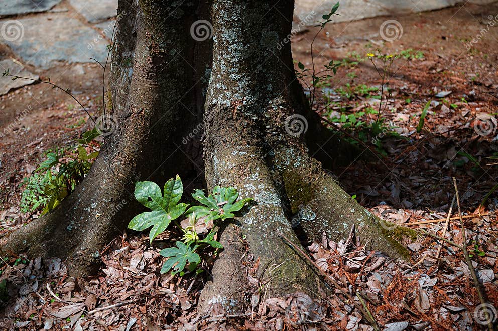 Tree Root in spring stock photo. Image of outside, nature - 311782984