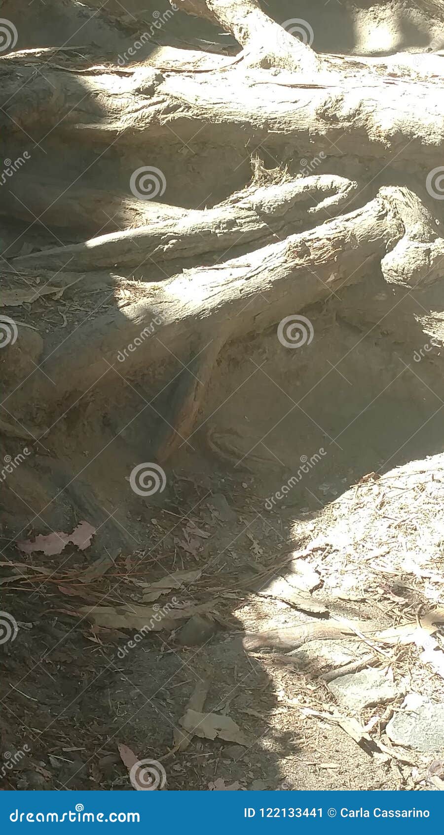 Tree root staircase stock image. Image of tree, root - 122133441