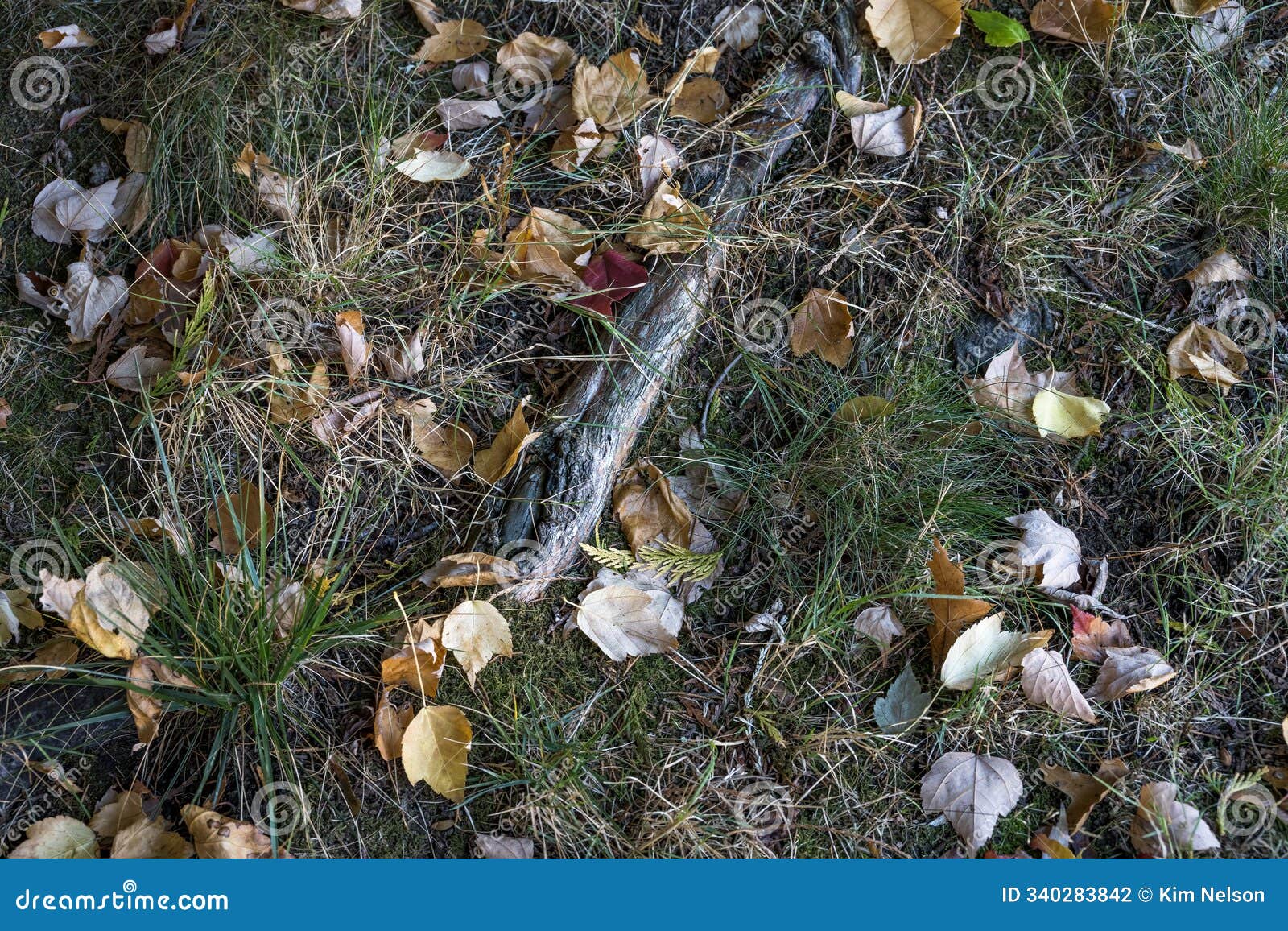 Tree Root Sticking Up through Grass Lawn with Dry Fall Leaves Stock ...
