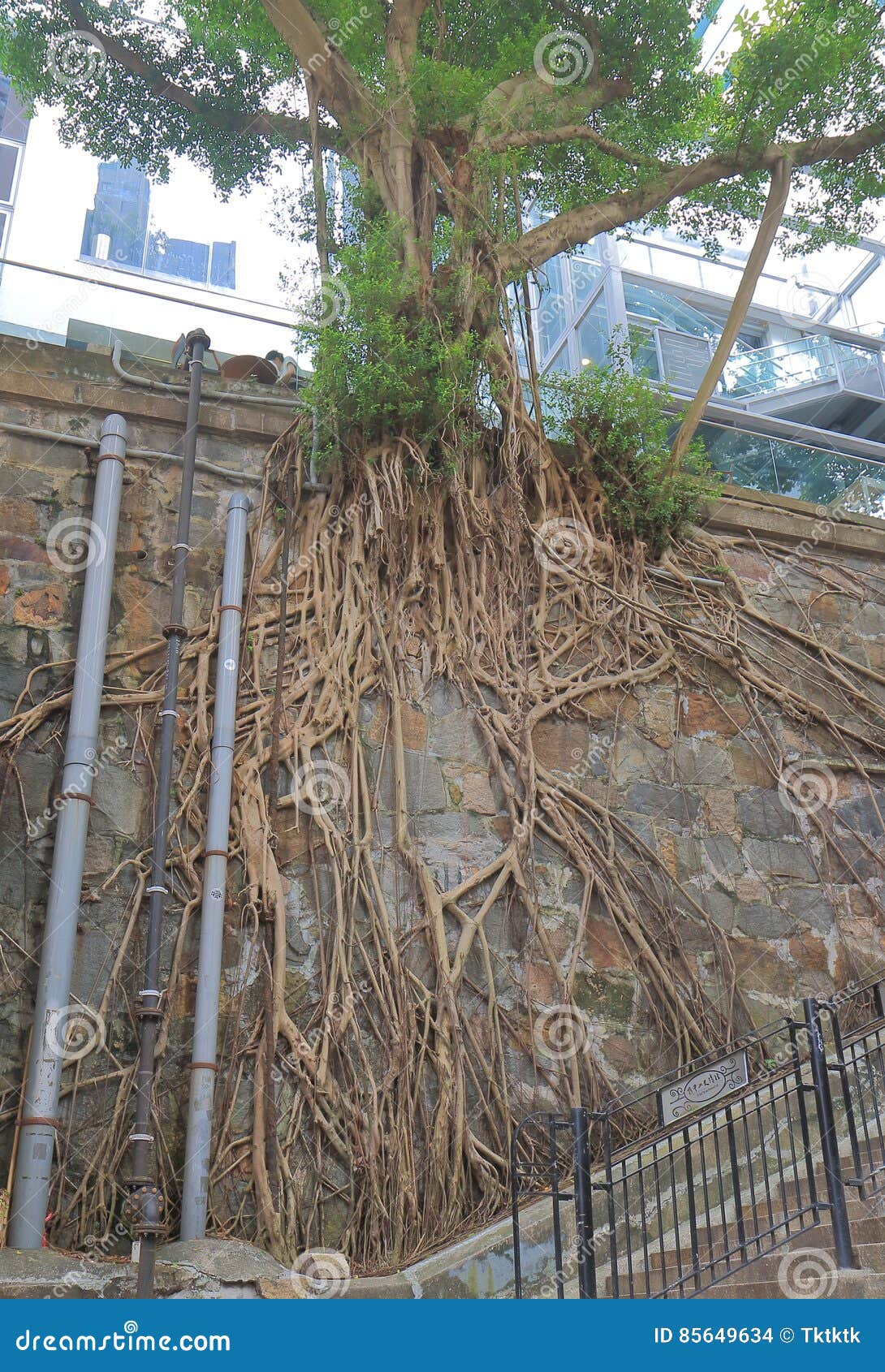 Tree root street Hong Kong stock photo. Image of tree - 85649634