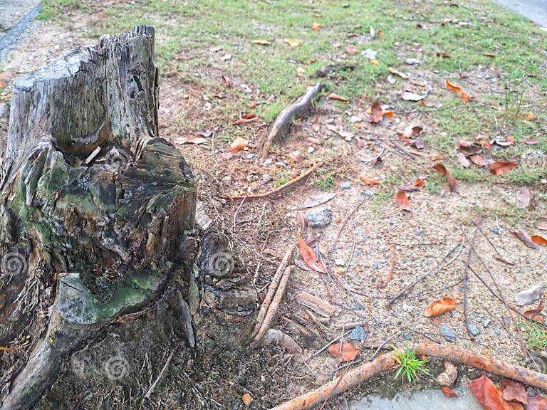 Tree Root Stump in the Garden. Stock Image - Image of park, garden ...