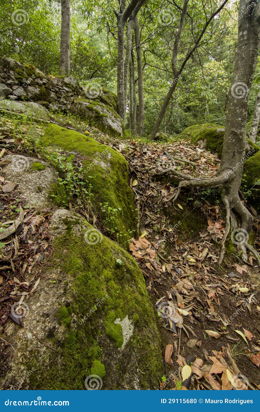 Tree Root Surrounded by Stone Boulders Stock Photo - Image of flora ...