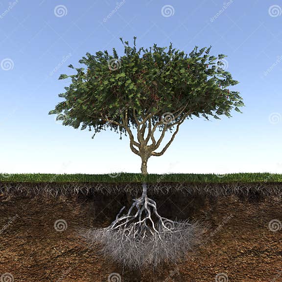 Tree with Strong and Deep Roots, 3d Render Stock Illustration ...