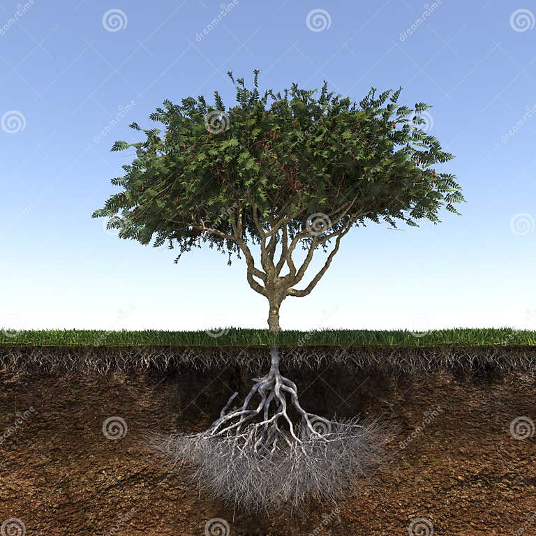 Tree with Strong and Deep Roots, 3d Render Stock Illustration ...
