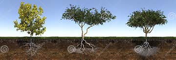 Tree Root System, 3d Render Stock Illustration - Illustration of ...