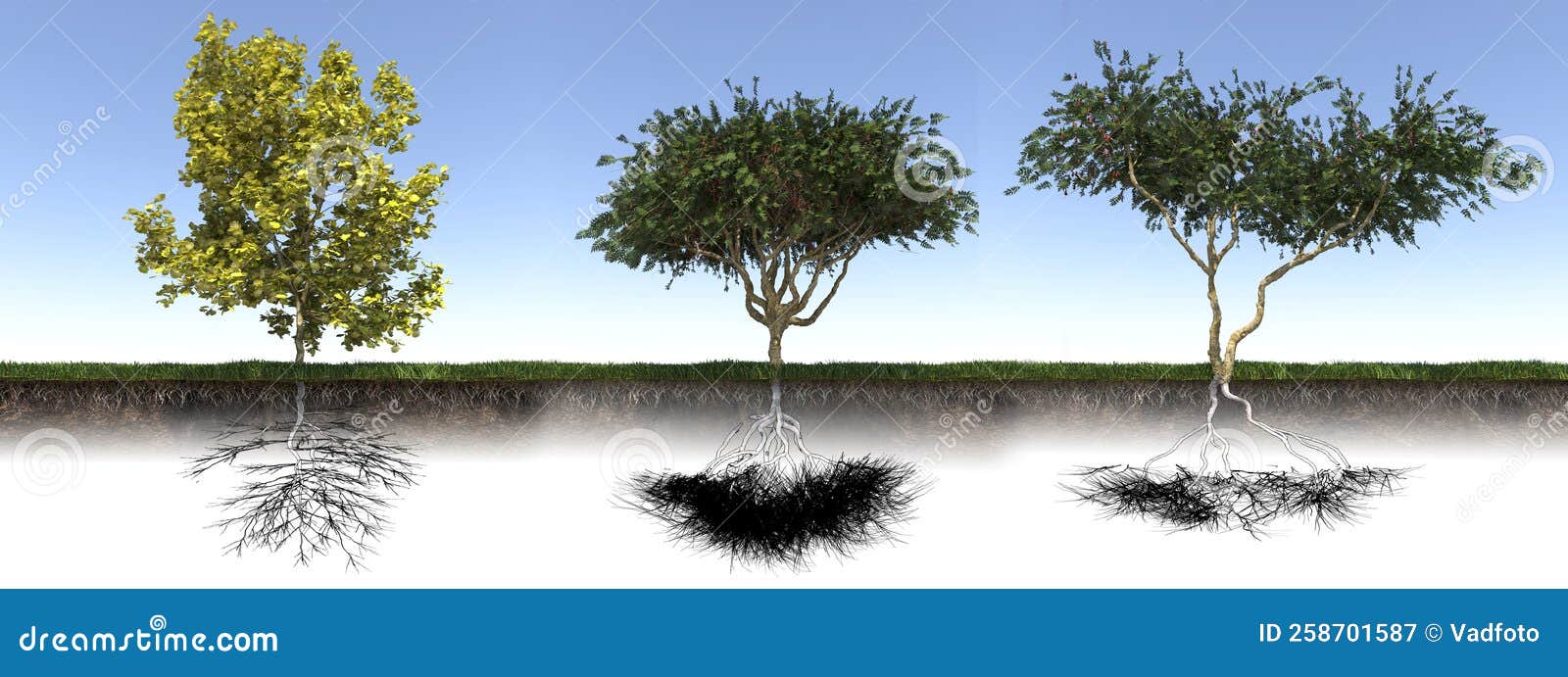 Tree Root System, 3d Render Stock Illustration - Illustration of nature ...