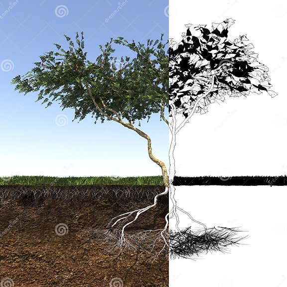 Tree with Strong and Deep Roots, 3d Render Stock Illustration ...