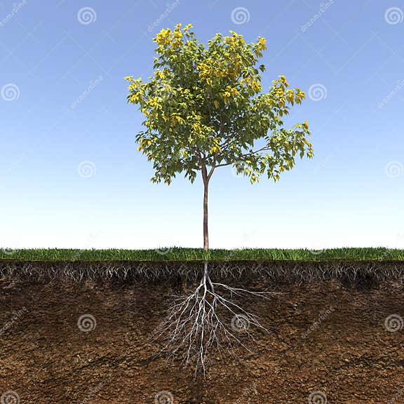 Tree with Strong and Deep Roots, 3d Render Stock Illustration ...