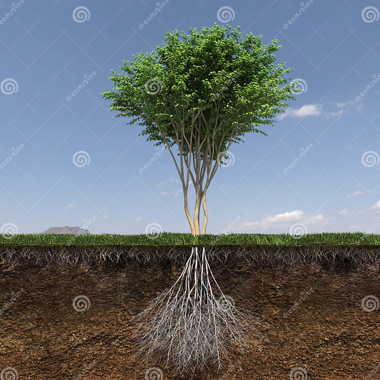 Tree with Strong and Deep Roots, 3d Render Stock Illustration ...