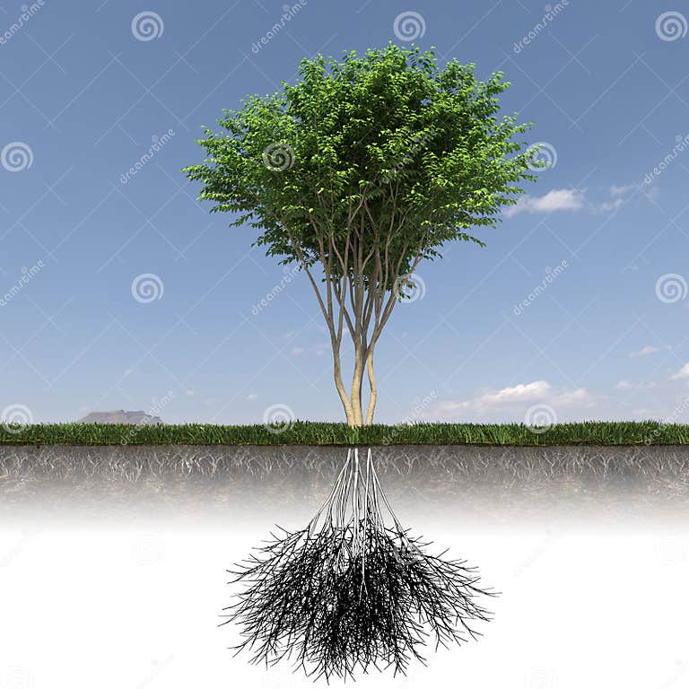 Tree with Strong and Deep Roots, 3d Render Stock Illustration ...