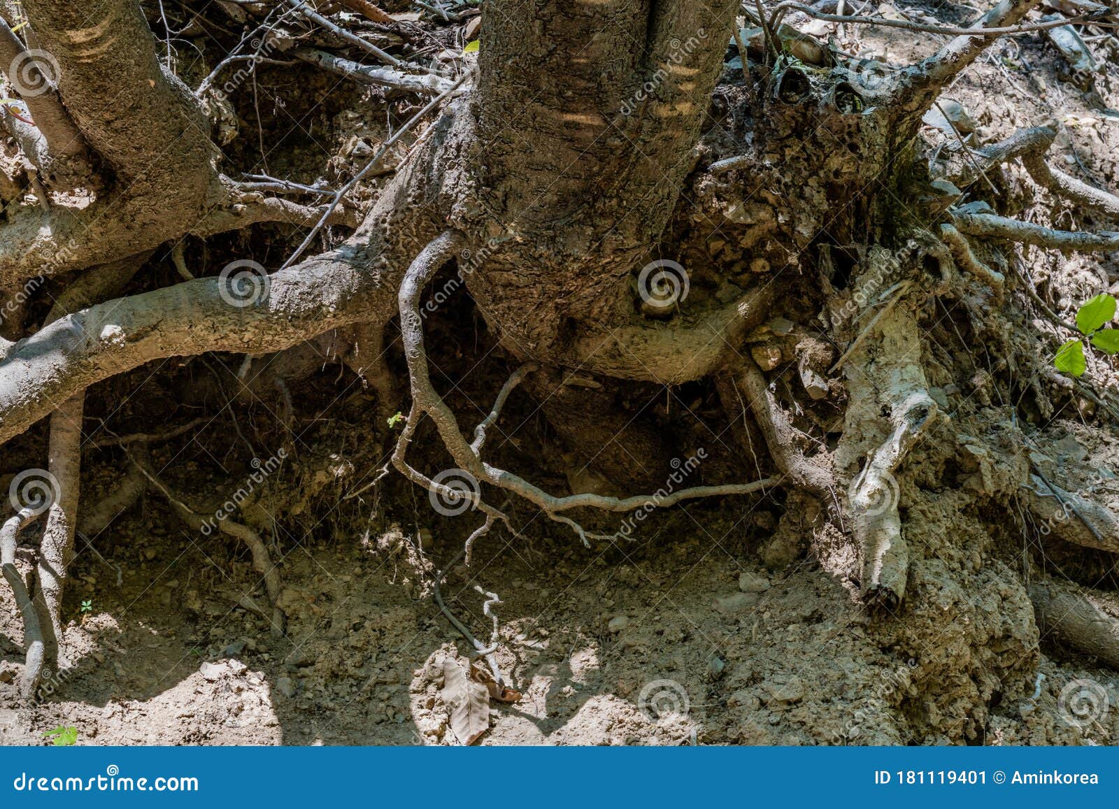 Tree root system exposed stock image. Image of environmental - 181119401