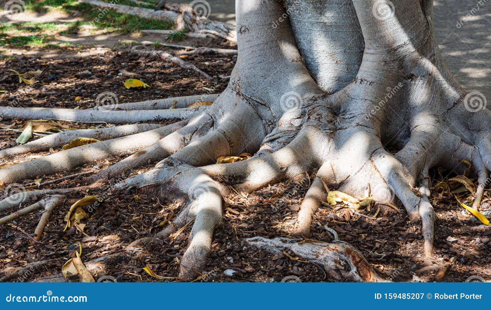 A Tree Root System Twisting Outwards Stock Image - Image of spreading ...