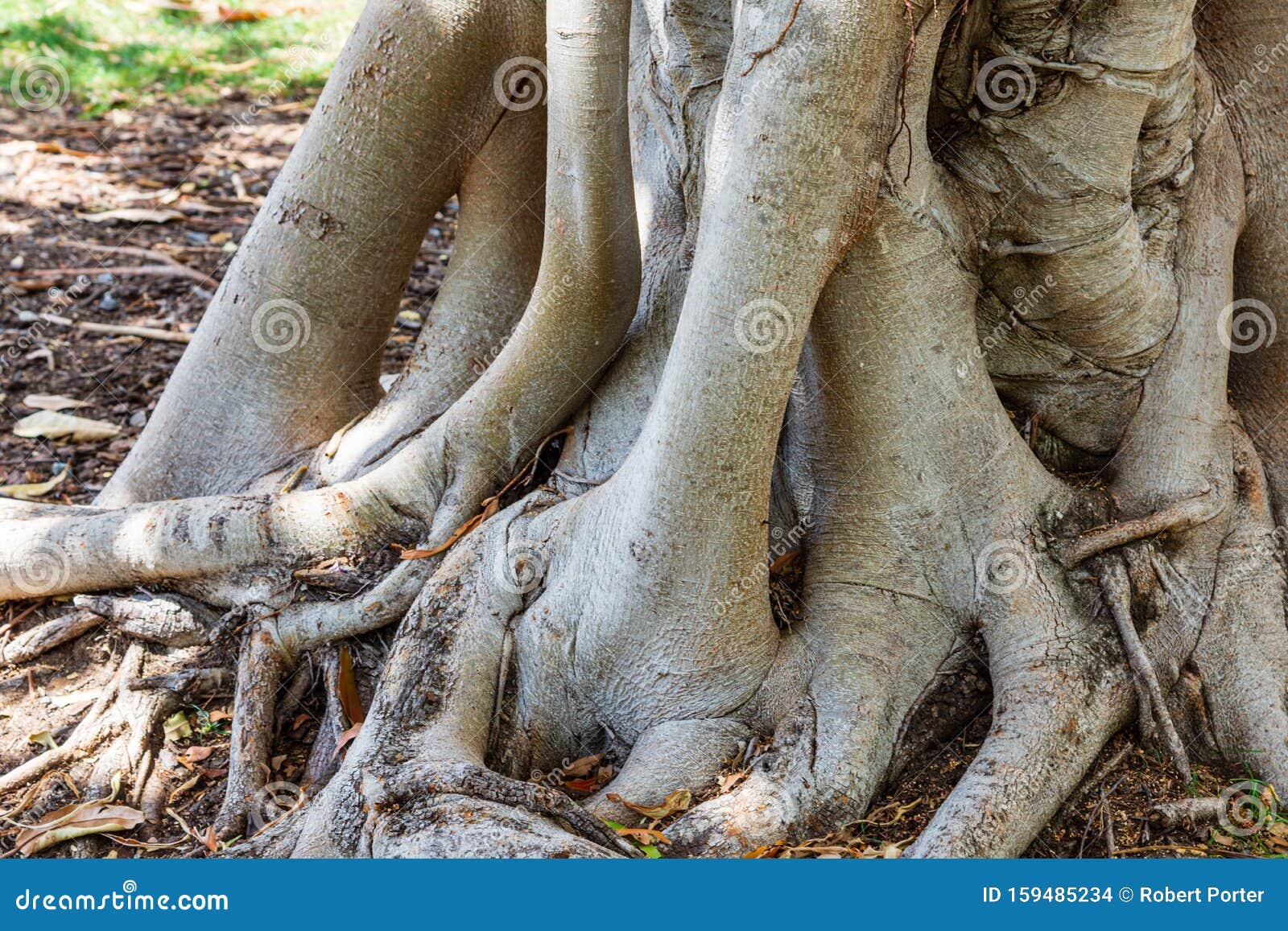 A Tree Root System Twisting Outwards Stock Photo - Image of cool, tree ...