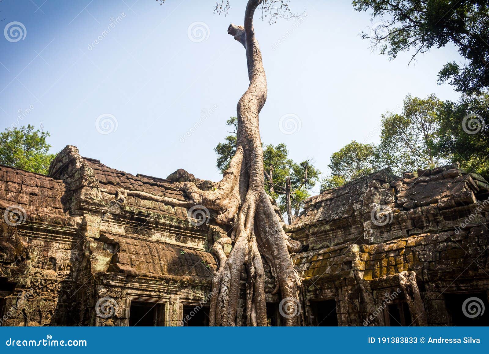 Tree Root in Ta Phrom Temple at Angkor Wat Complex in Siem Reap ...