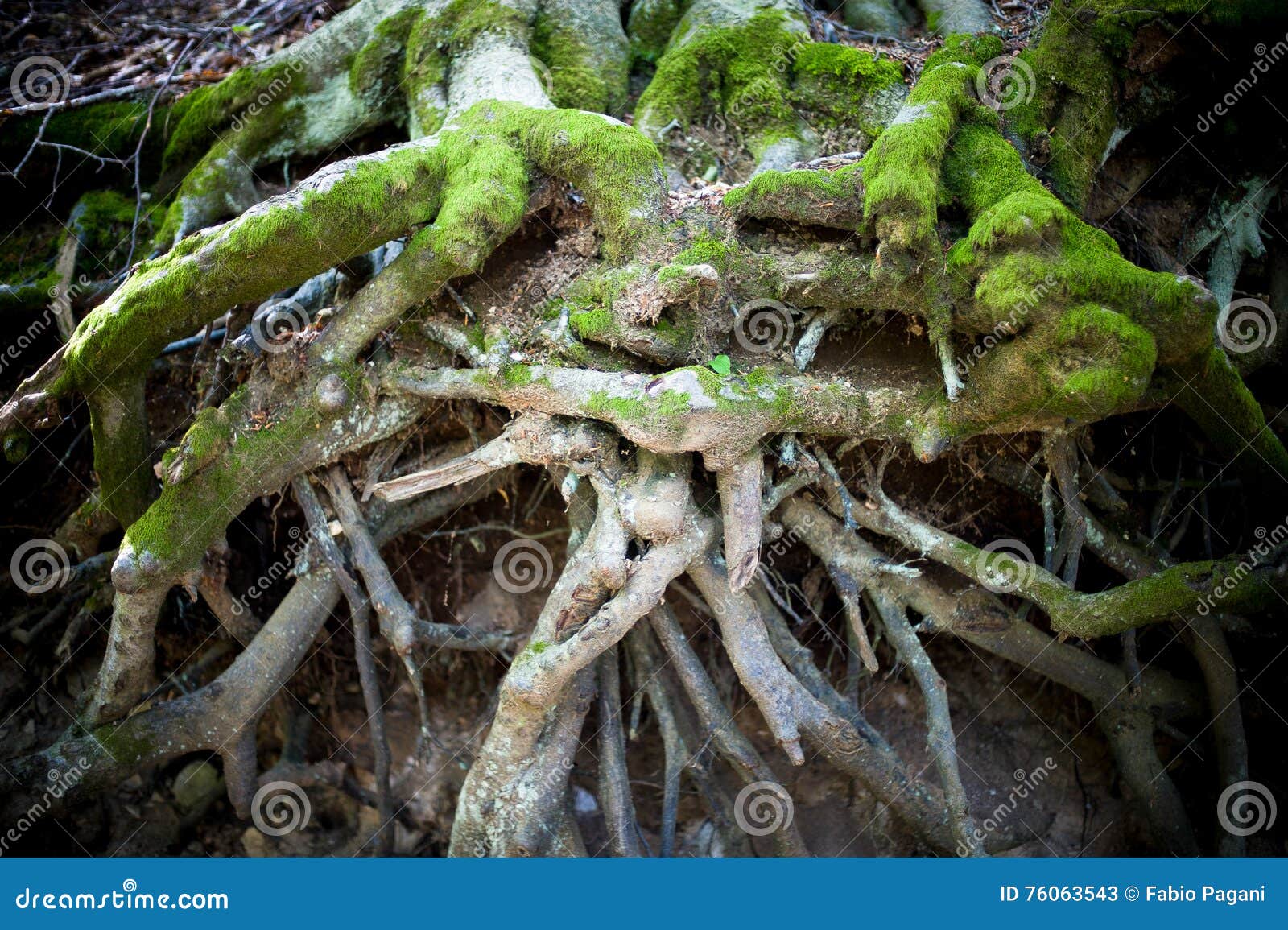 Tree Root Tangle Close Up in Undergrowth Stock Image - Image of plant ...