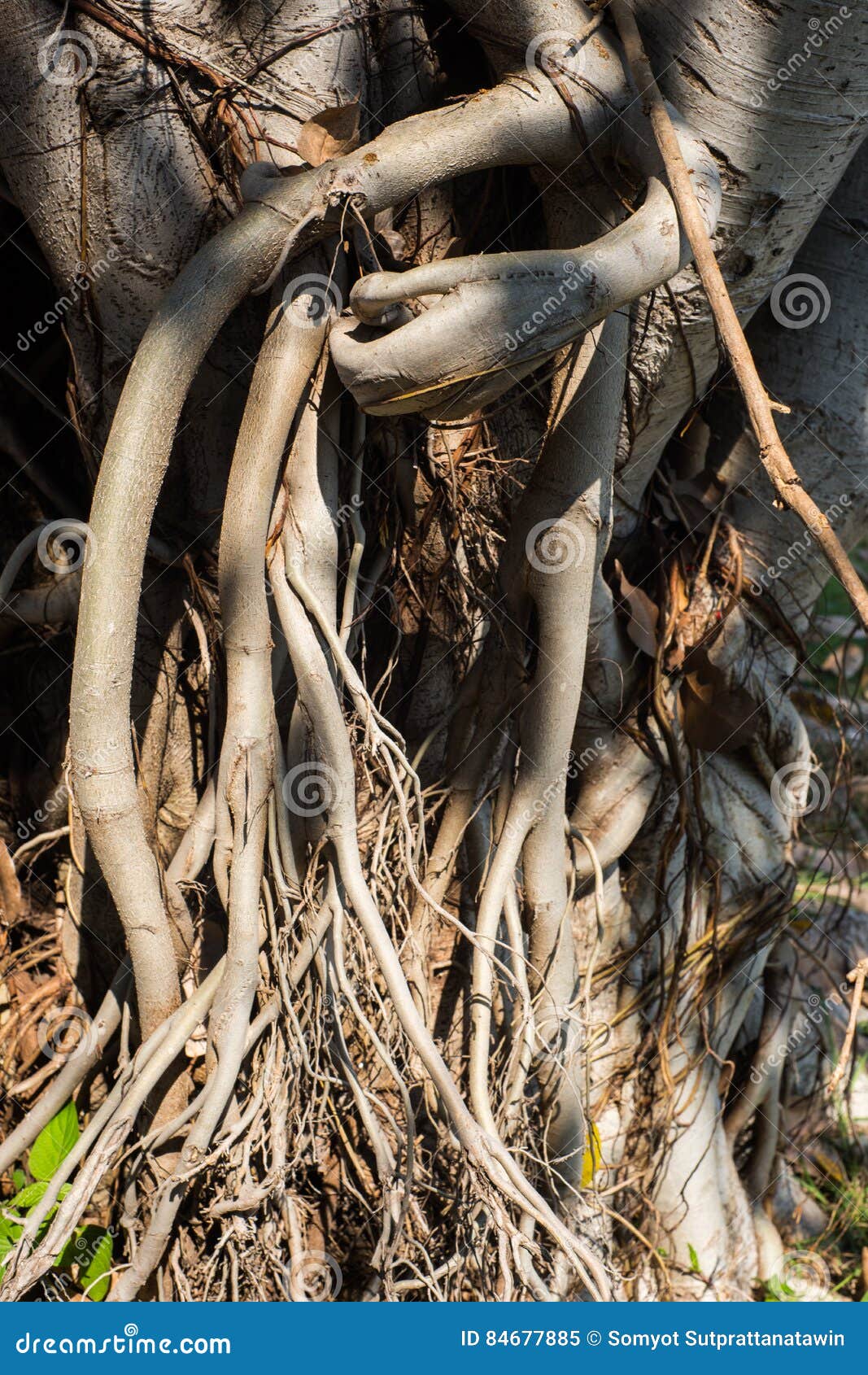 Root Texture Royalty-Free Stock Photo | CartoonDealer.com #43581243