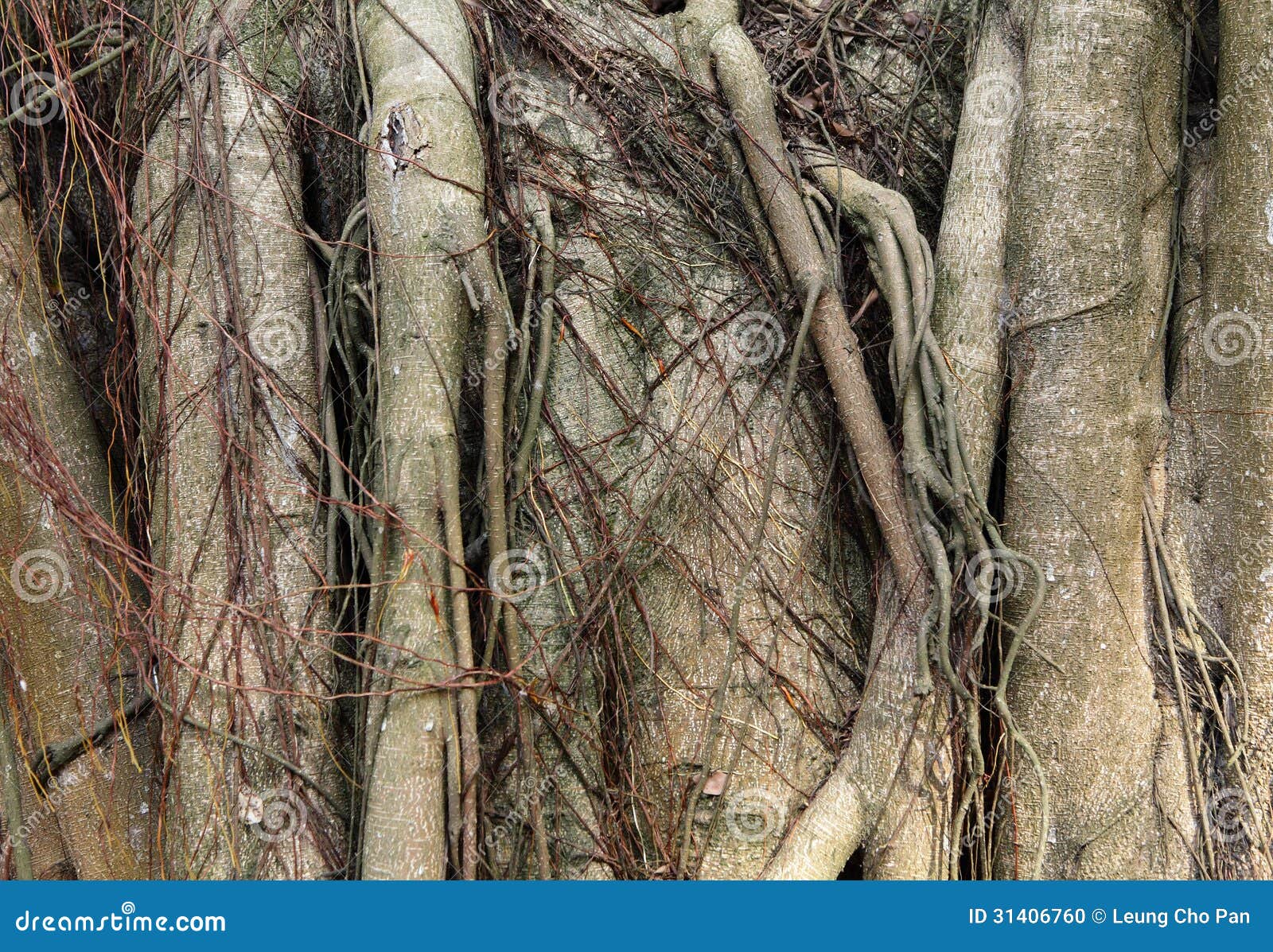 Tree root stock photo. Image of pattern, branch, cross - 31406760
