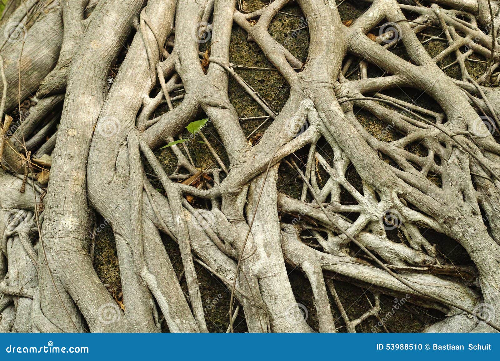 Tree root texture stock photo. Image of woord, wood, living - 53988510