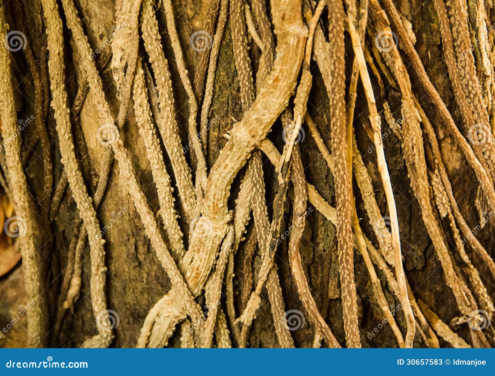 Tree root texture stock image. Image of green, garden - 30657583
