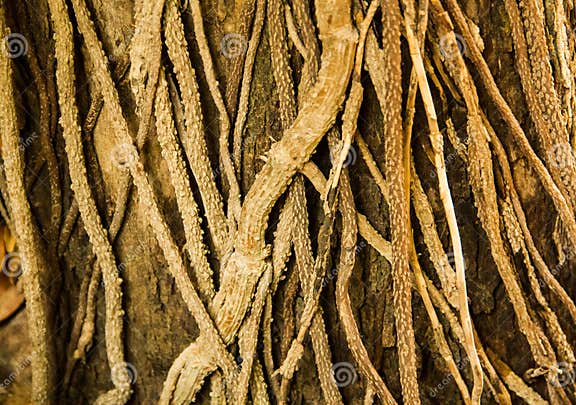 Tree root texture stock image. Image of green, garden - 30657583