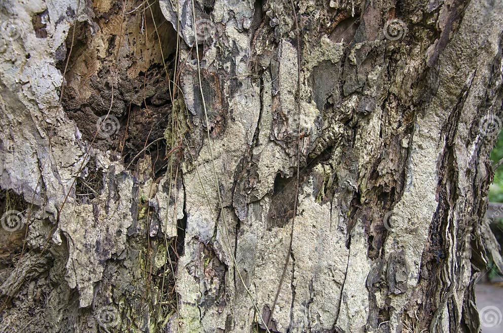 Tree root texture stock photo. Image of color, backdrop - 45148148