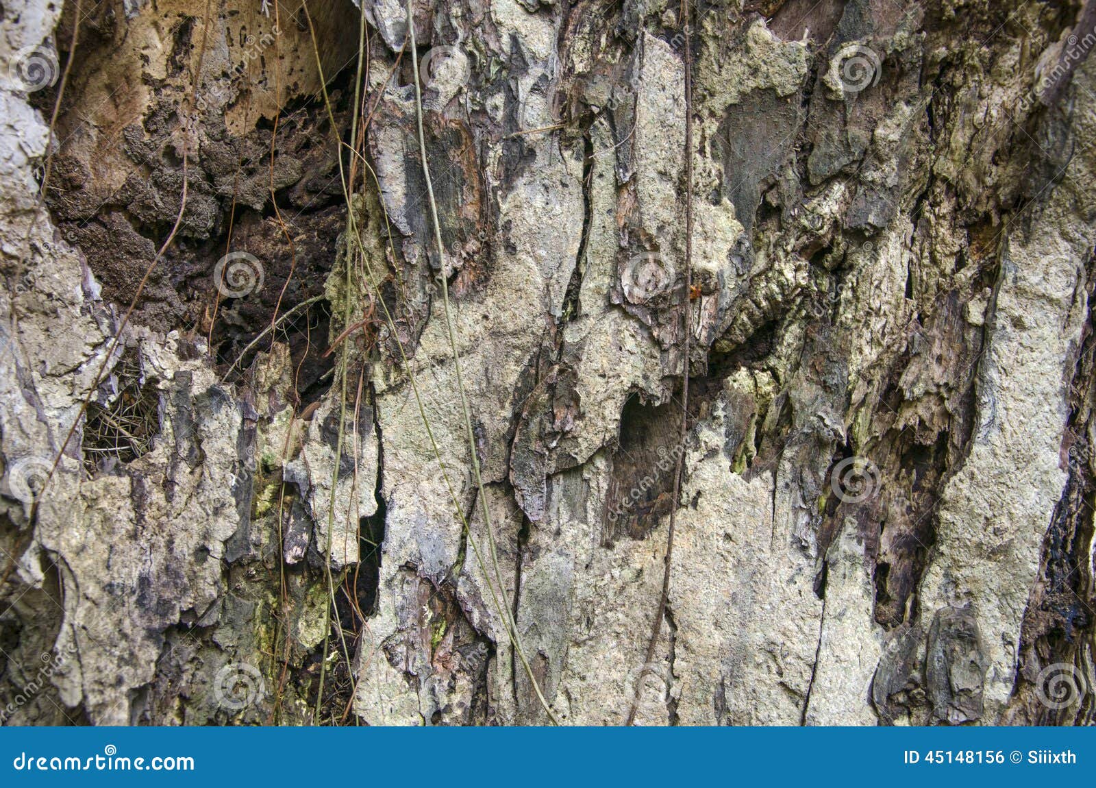 Tree root texture stock photo. Image of canvas, environmental - 45148156
