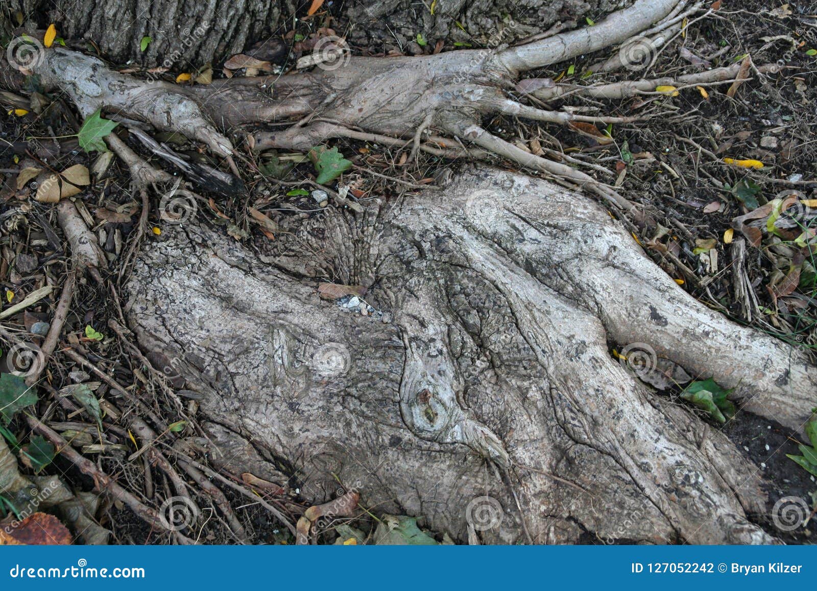 Tree Root Texture stock photo. Image of roots, growing - 127052242