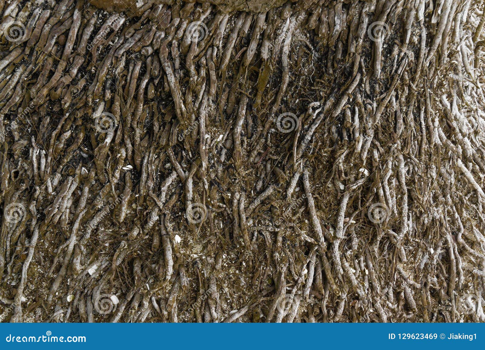 Tree root texture stock image. Image of natural, garden - 129623469
