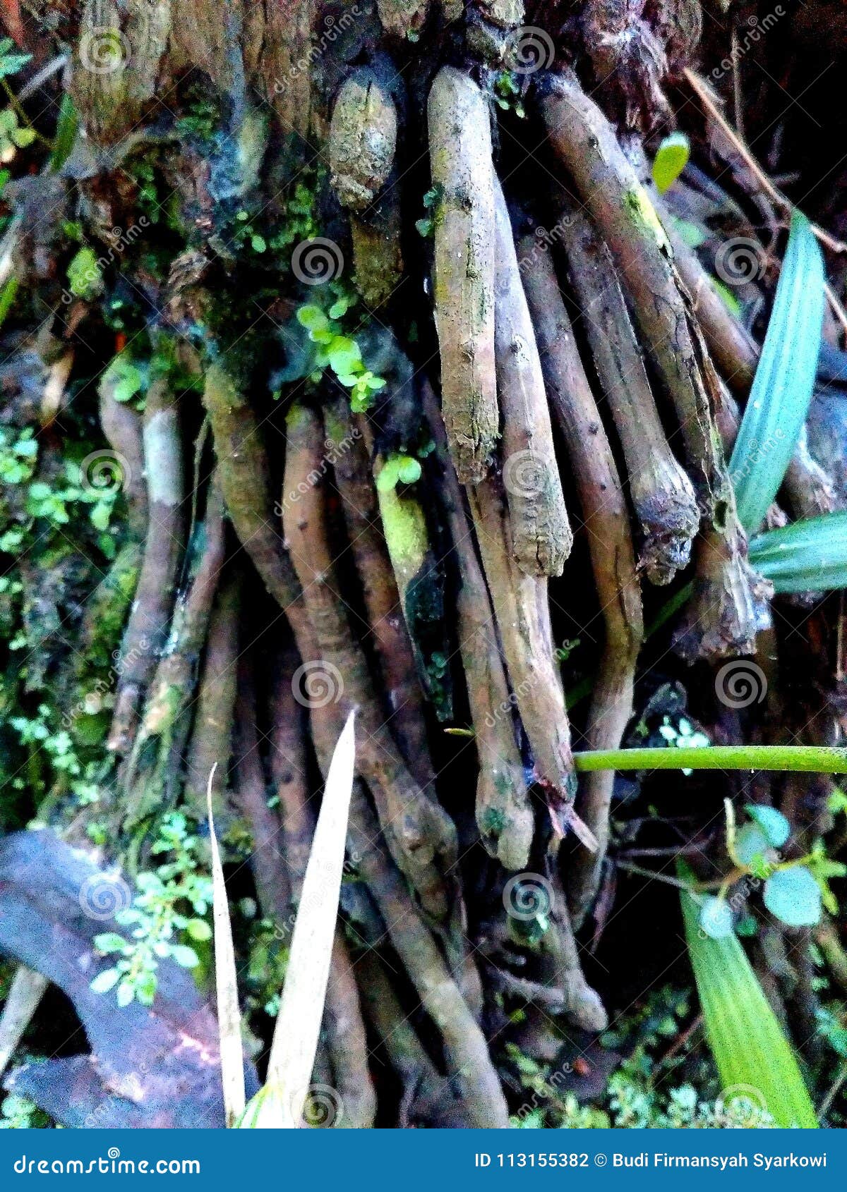 Tree Root Trunk Texture Abstract Stock Photo - Image of tree, root ...