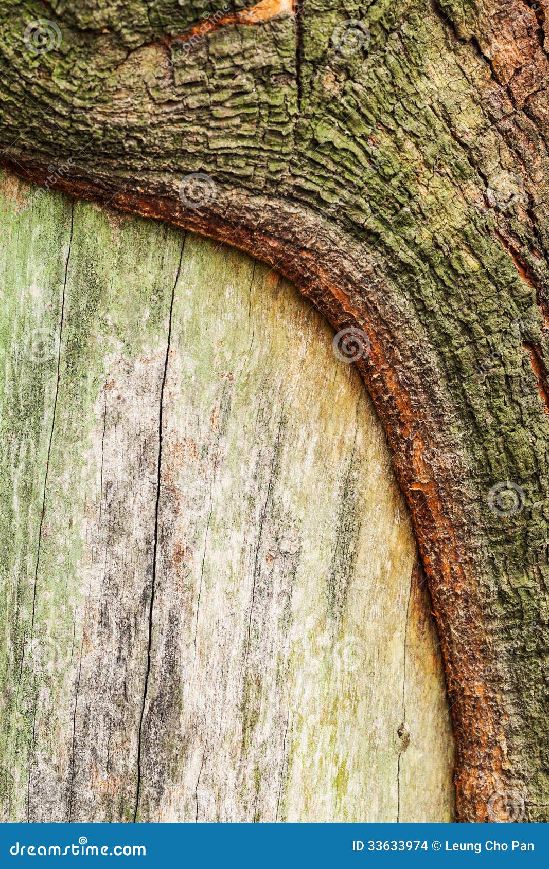 Tree root texture stock photo. Image of surface, line - 33633974